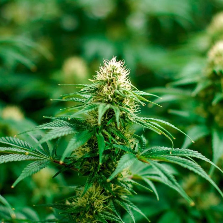 Medical Marijuana vs. Recreational Marijuana: Understanding the Differ