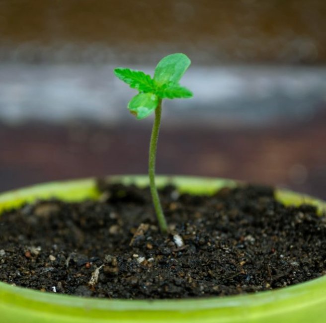 What Do Baby Marijuana Plants Look Like?