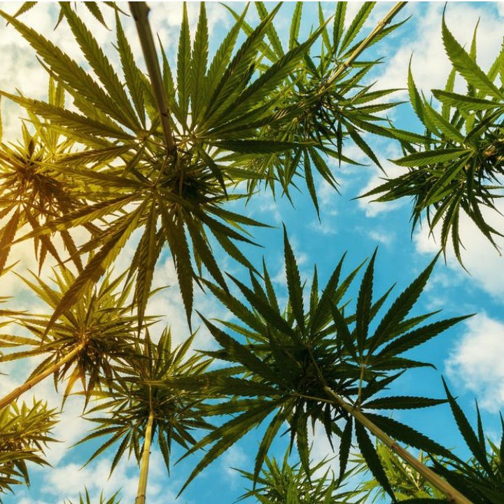 Where Does Marijuana Naturally Grow?